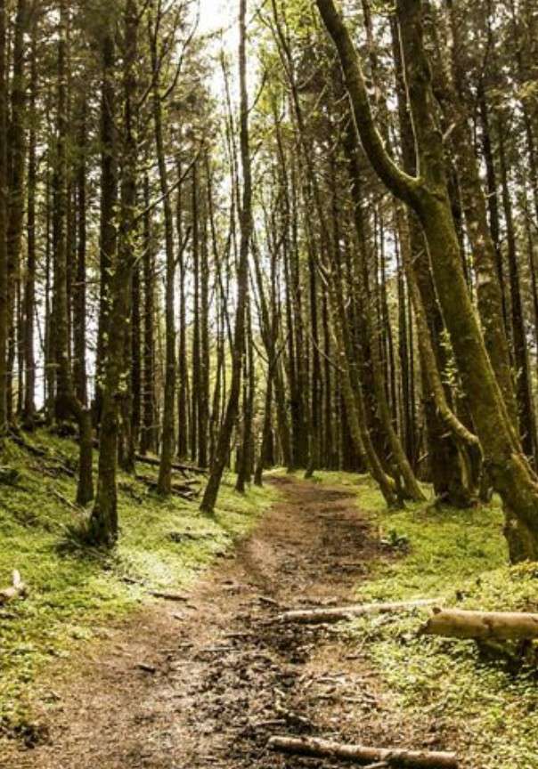 IMPORTANCE OF NATURE IN THE HUMAN LIFE-Dreame